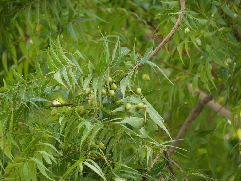 कडुलिंबाच्या झाडाची माहिती / Neem Tree Information Marathi